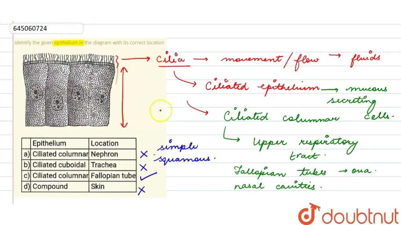 Epithelium","Location"),("Ciliated columnar","Fallopian tube"):}