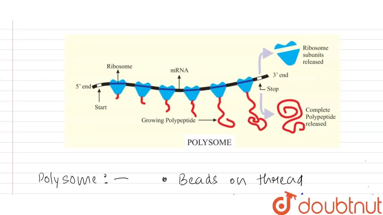 [Assamese Solution] What is a polysome? What is its function?