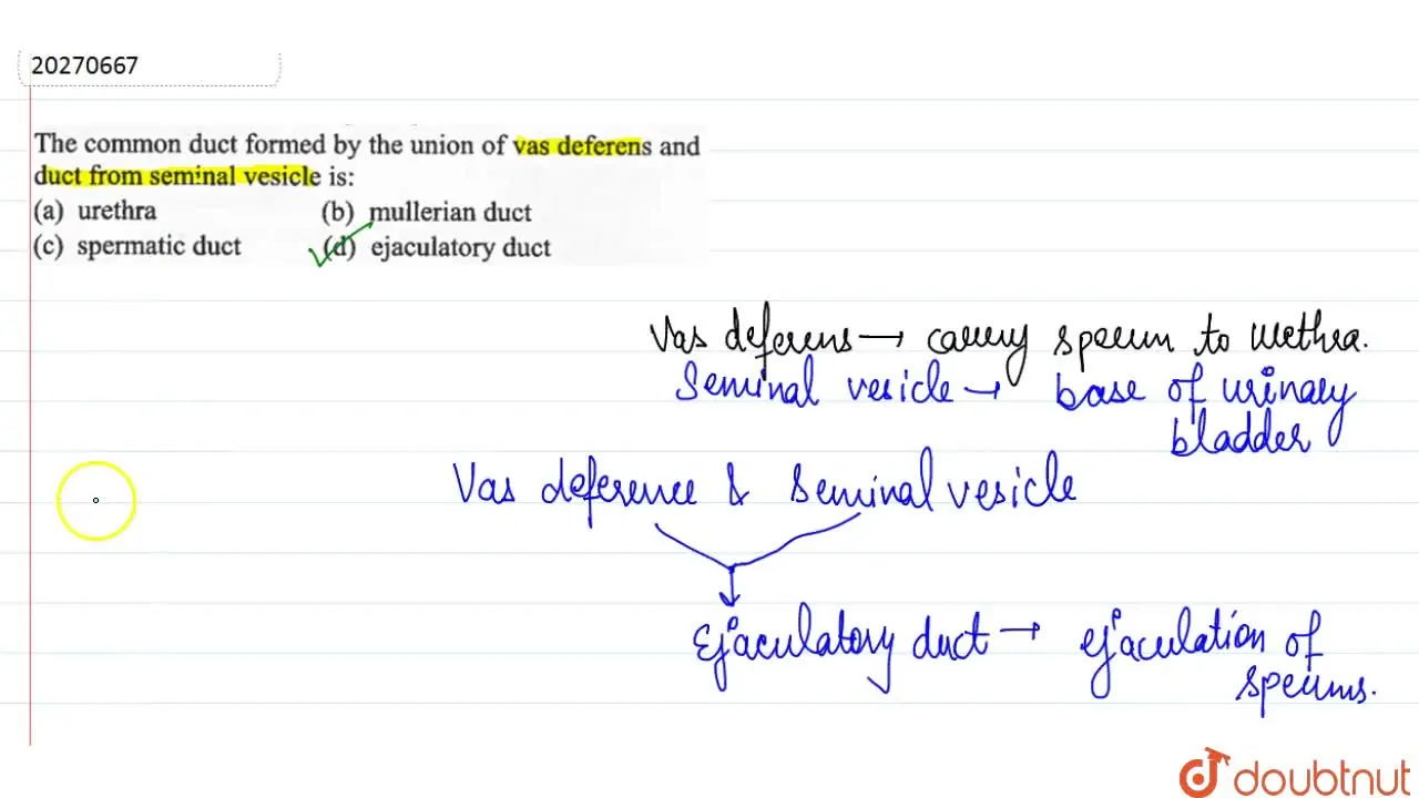 The common duct formed by the union of vas deferens and duct from semi