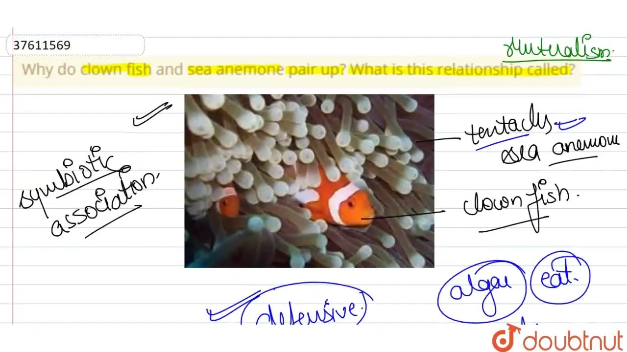 Why do clown fish and sea anemone pair up? What is this relationship c