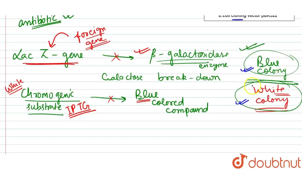 (a) Name the selectable markers in the cloning vector pBR322 ? Mention