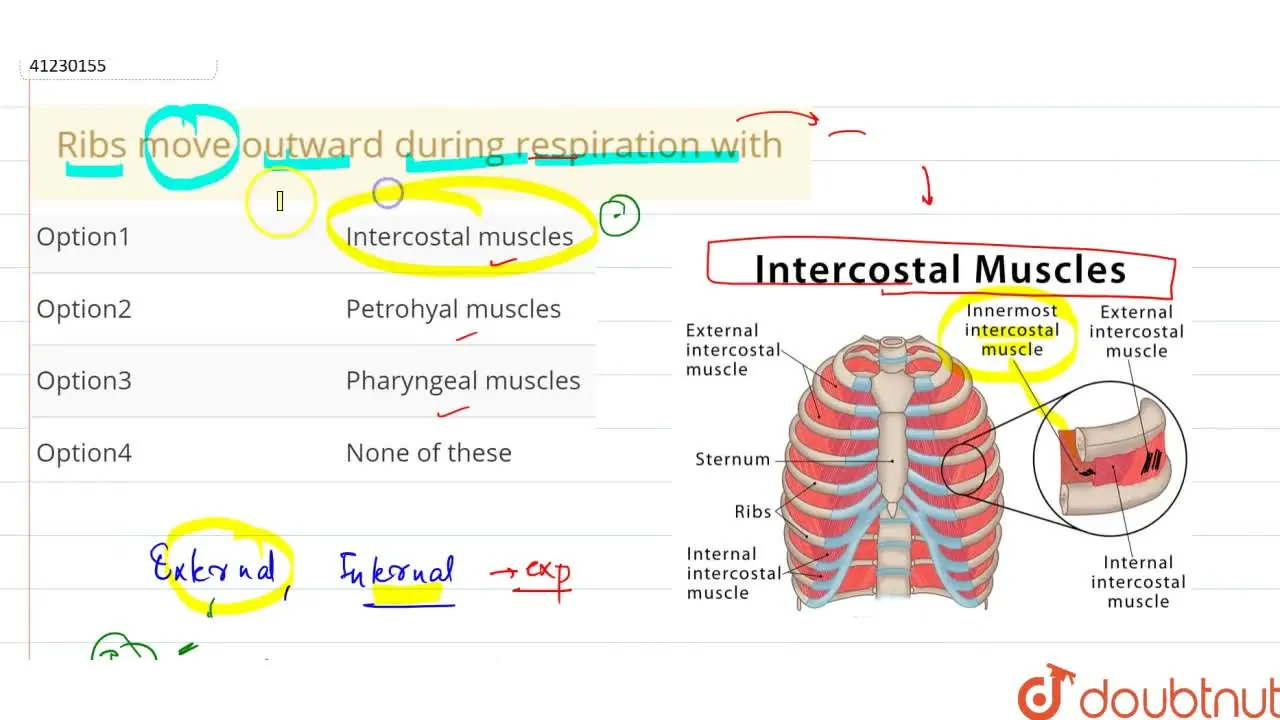 Ribs move outward during respiration with