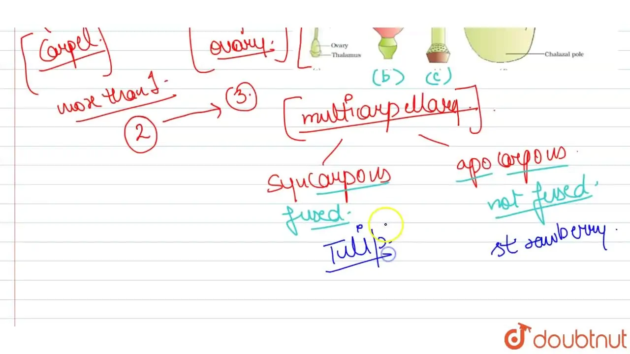 Gynaeceum of a flower may be apocarpous or syncarpous. Explain with th