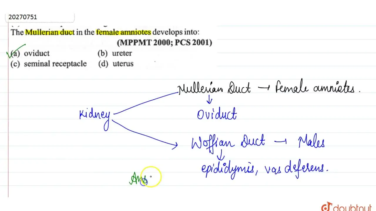 The Mullerian duct in the female amniotes developes into: