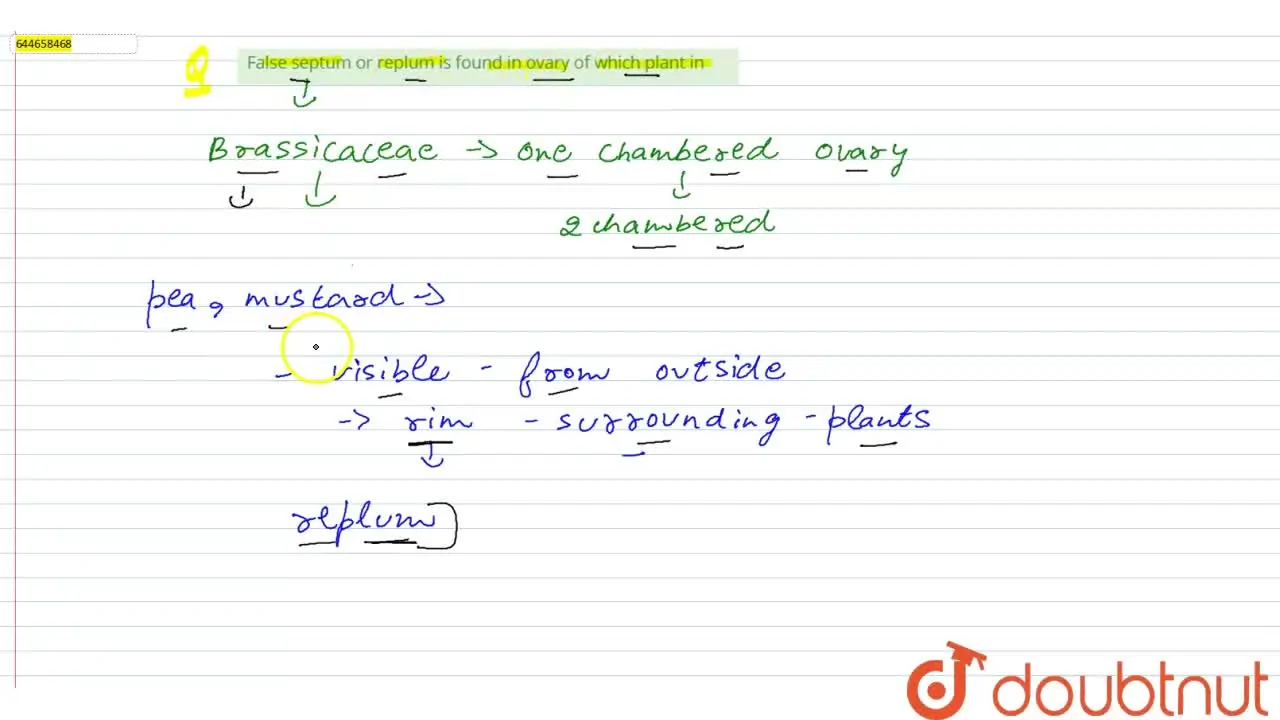 False septum or replum is found in ovary of which plant in