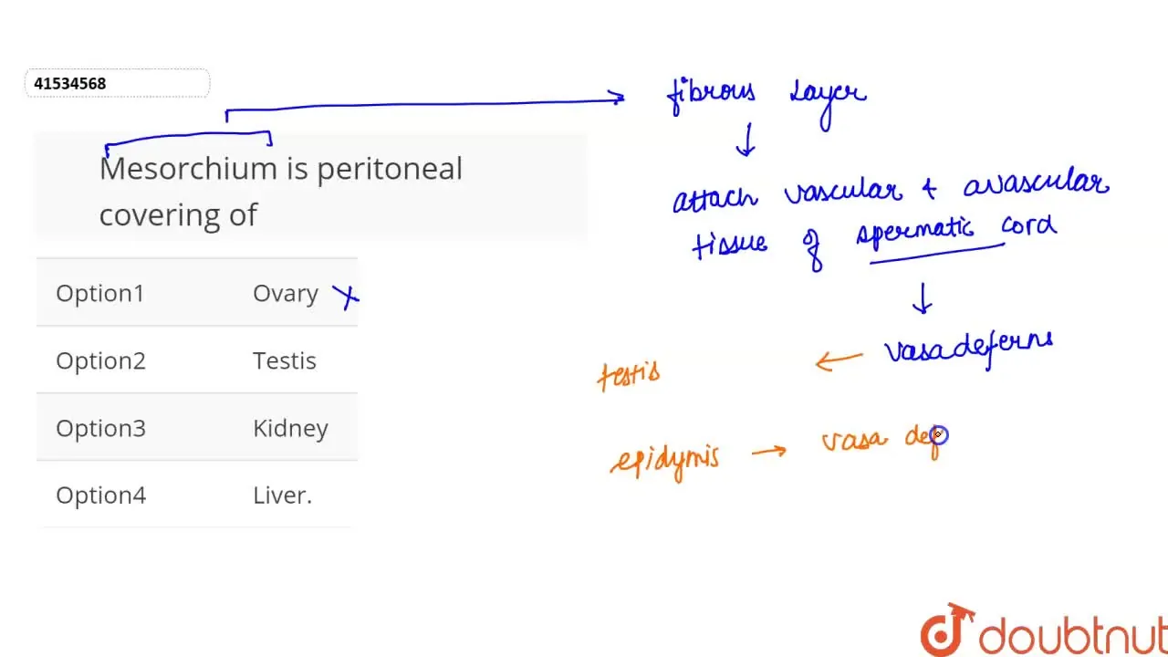 Mesorchium is peritoneal covering of