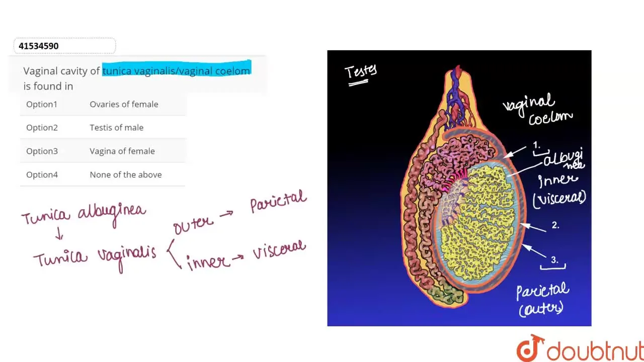 Vaginal cavity of tunica vaginalis/vaginal coelom is found in