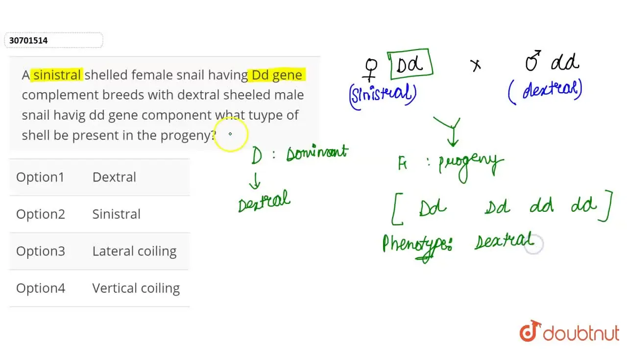 A sinistral shelled female snail having Dd gene complement breeds with