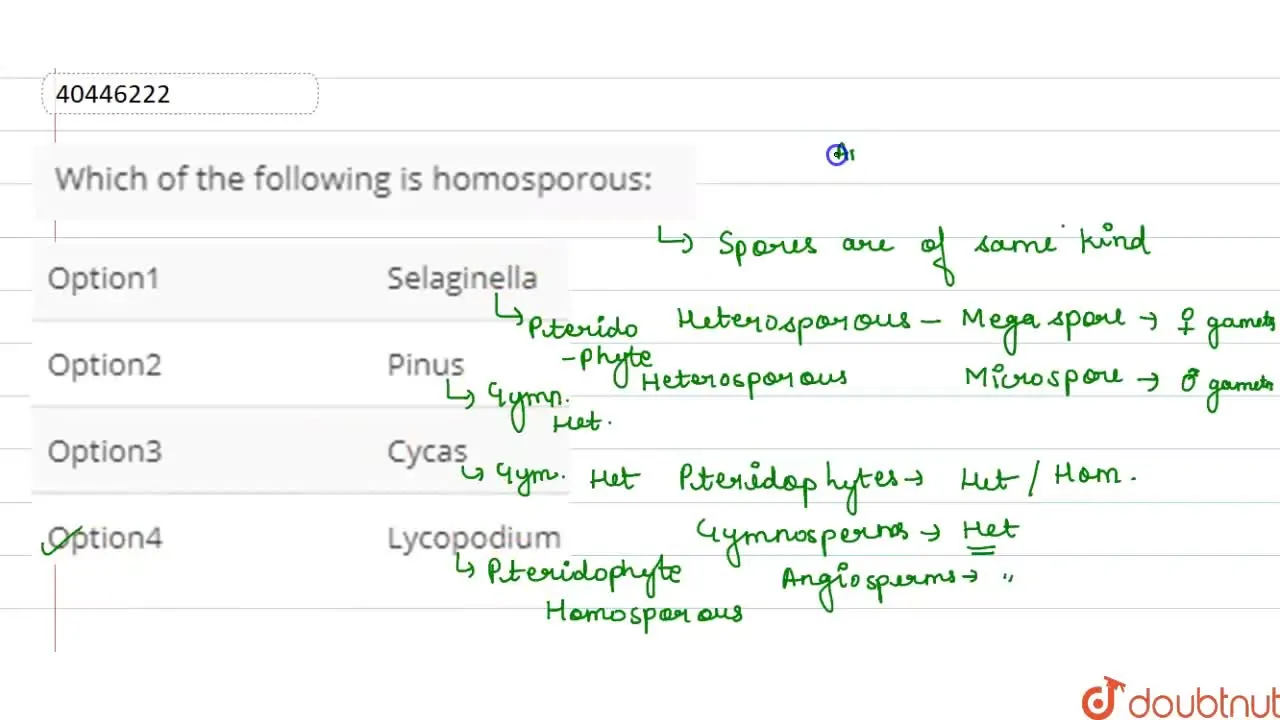 Which of the following is homosporous:
