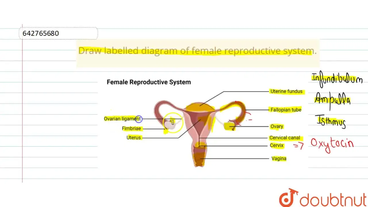[Punjabi Solution] Draw labelled diagram of female reproductive system