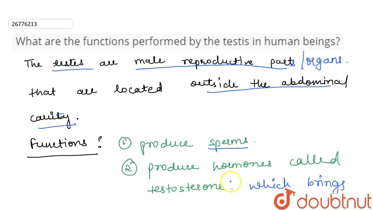 What are the functions performed by the testis in human beings?