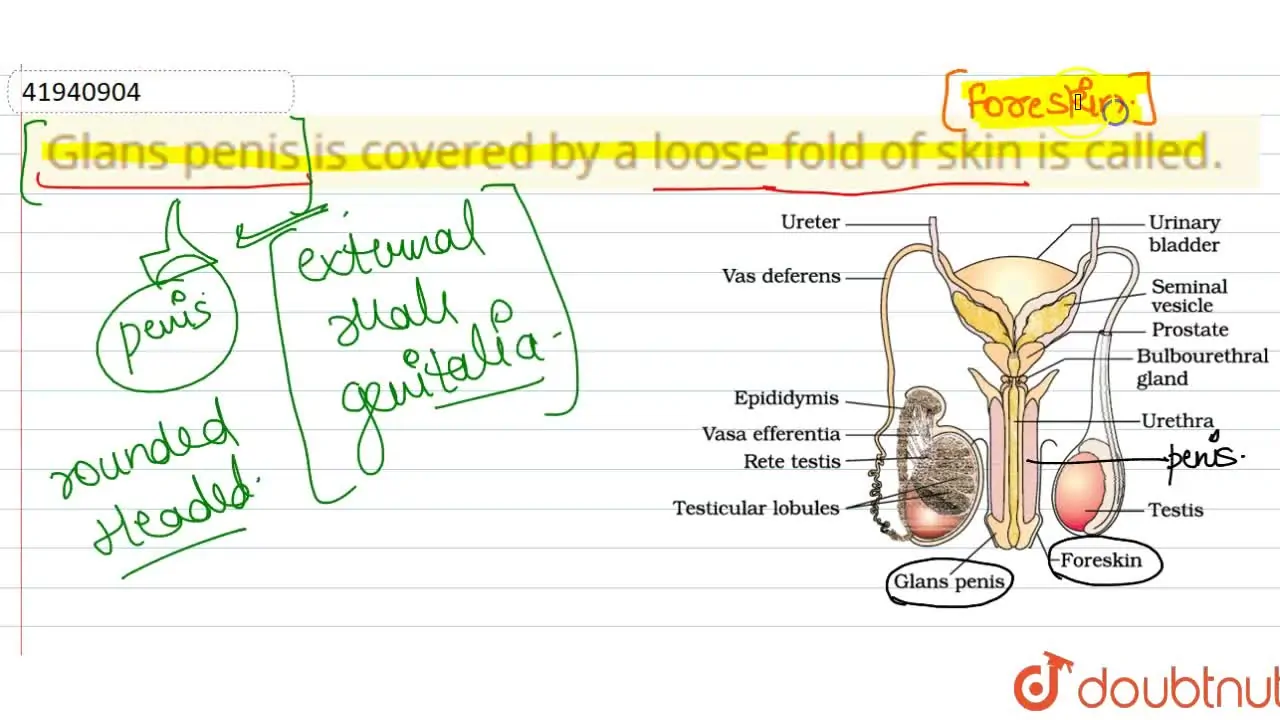 Glans penis is covered by a loose fold of skin is called.