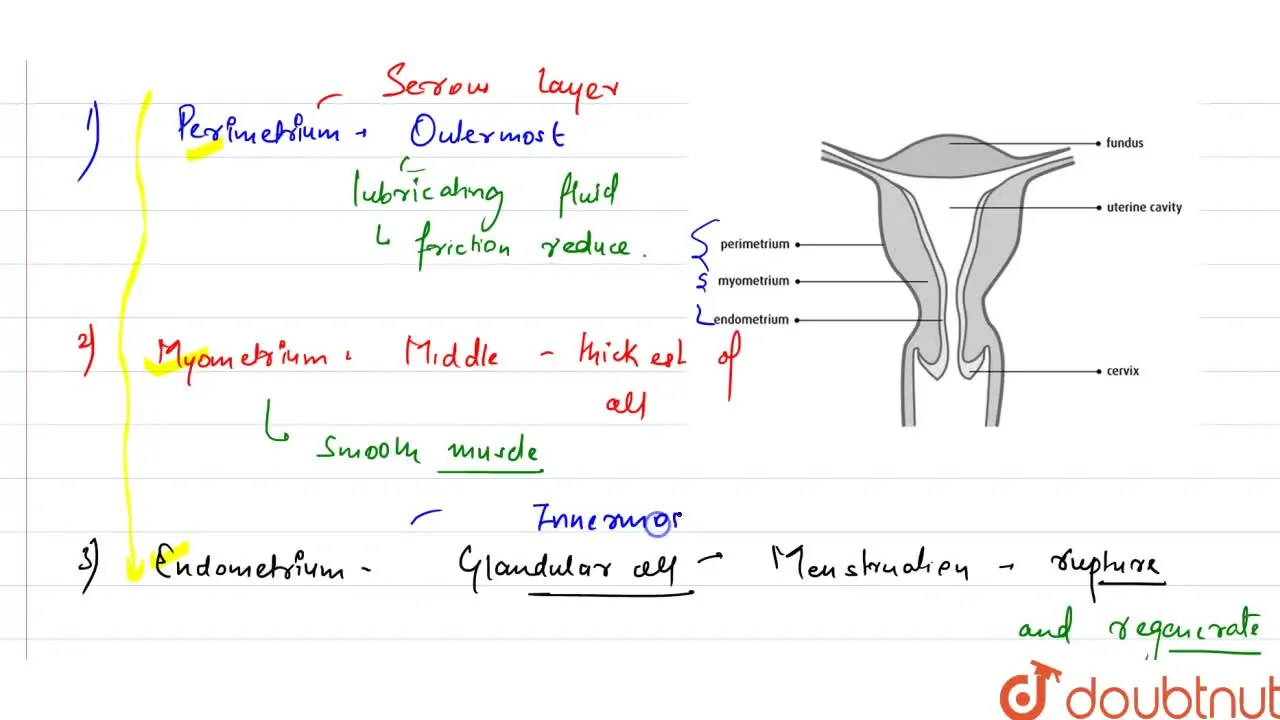 How many layers are present in uterus? One/Two/Three/Four