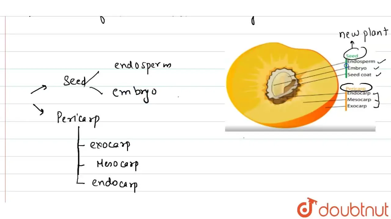 Describe the parts of a fruit. Draw a well labelled diagram showing th