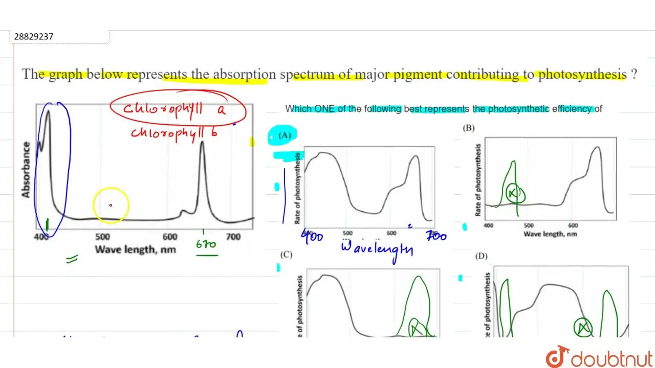 The graph below represents the absorption spectrum of major pigment co