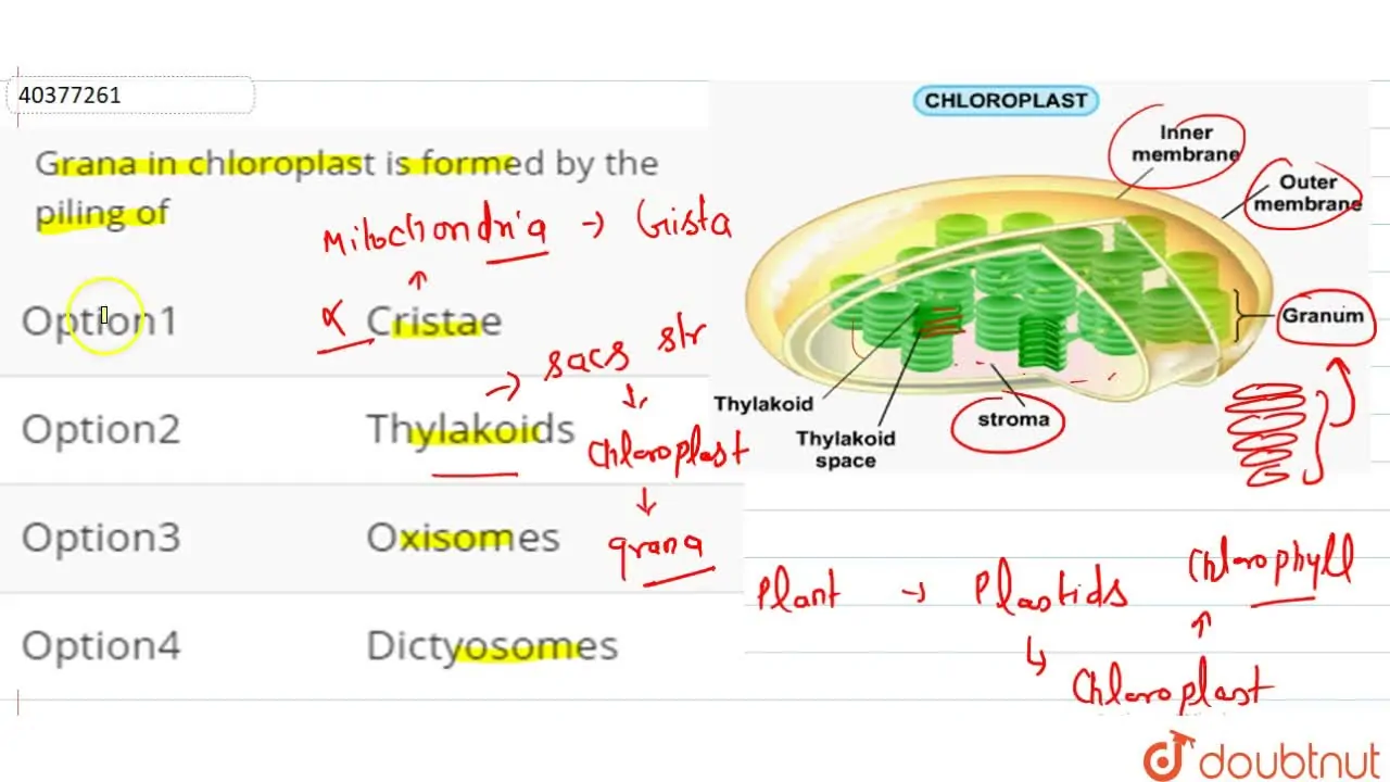 Grana in chloroplast is formed by the piling of
