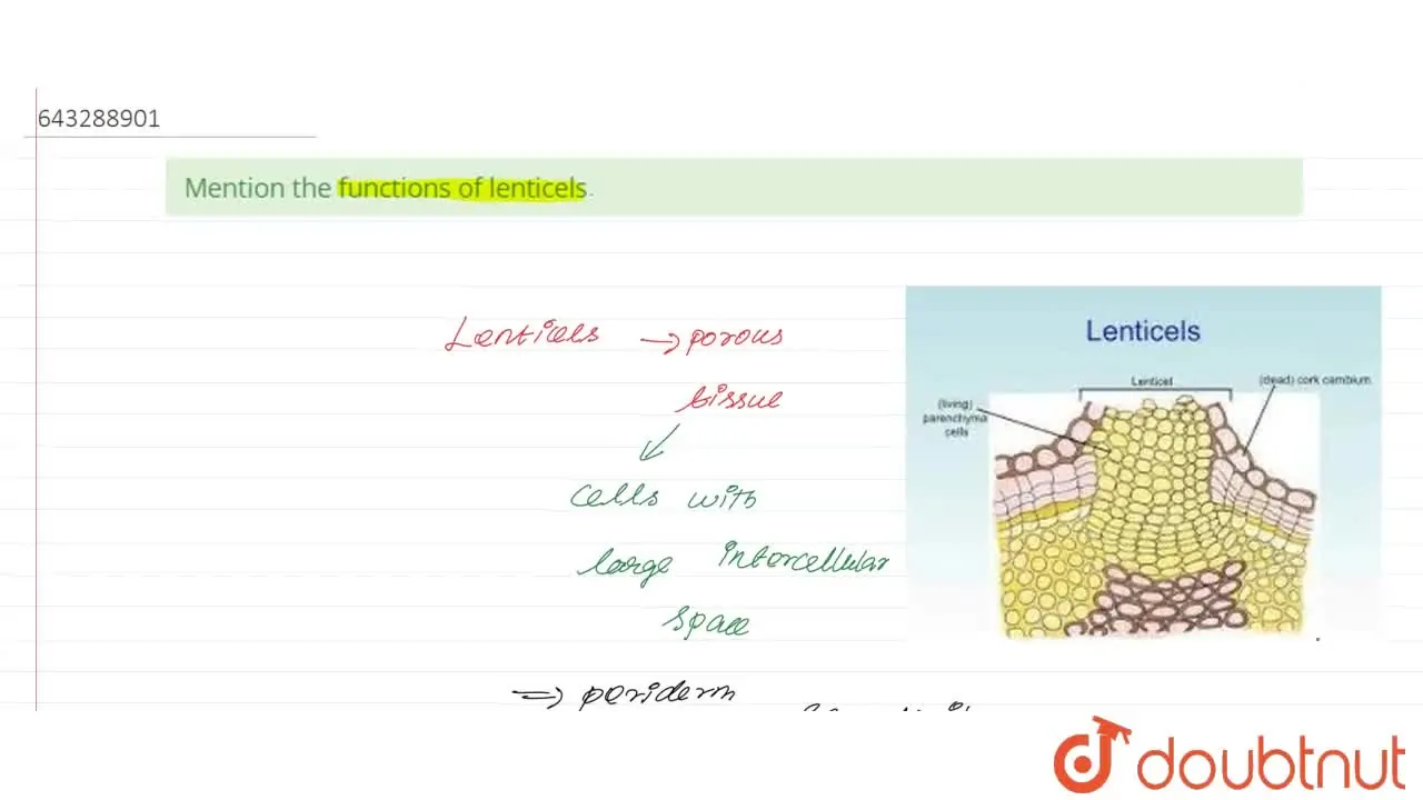 [Tamil Solution] Mention the functions of lenticels.