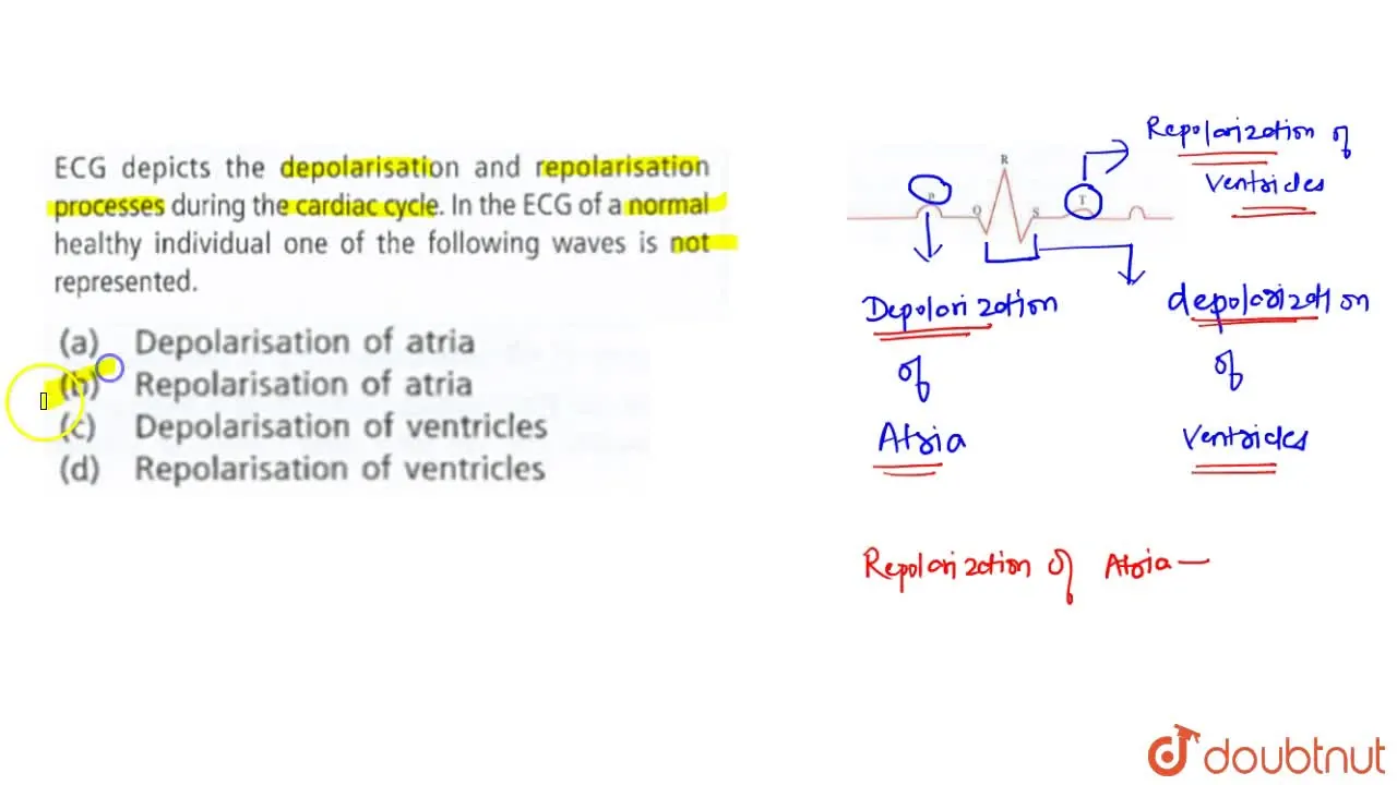 ECG depicts the depolarisation and repolarisation process during the c