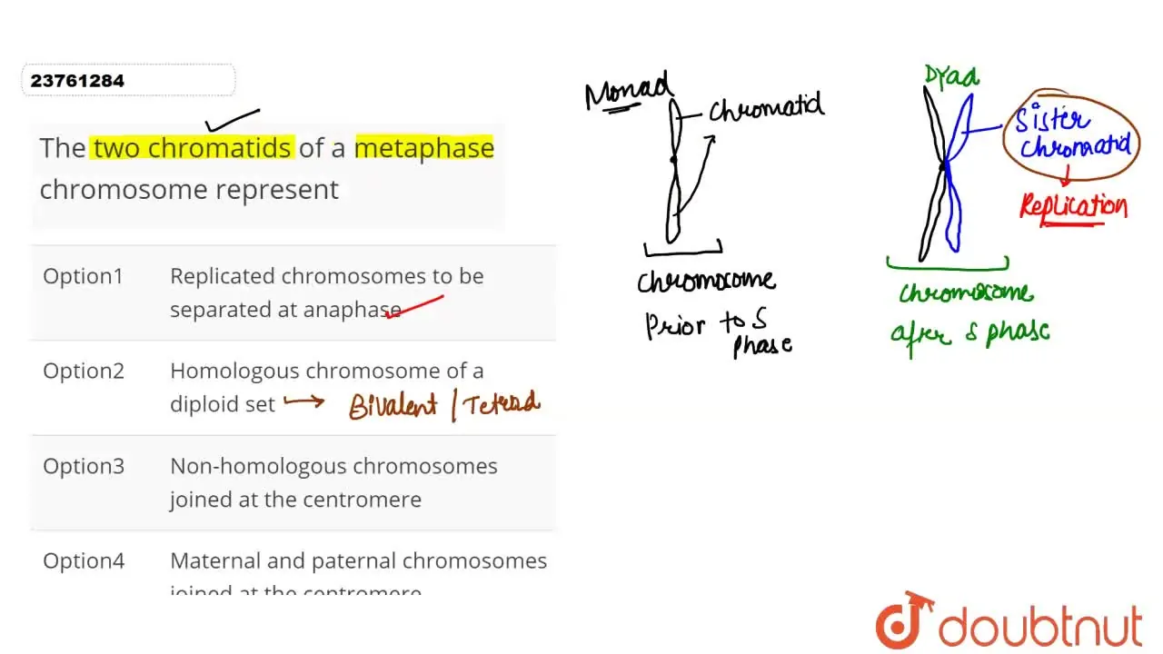 Nonhomologous chromosomes joined at the centromere