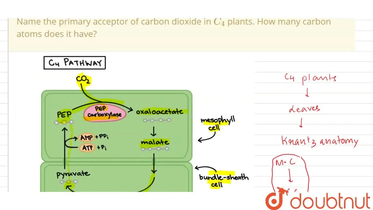 [Assamese Solution] Name the primary acceptor of carbon dioxide in C4