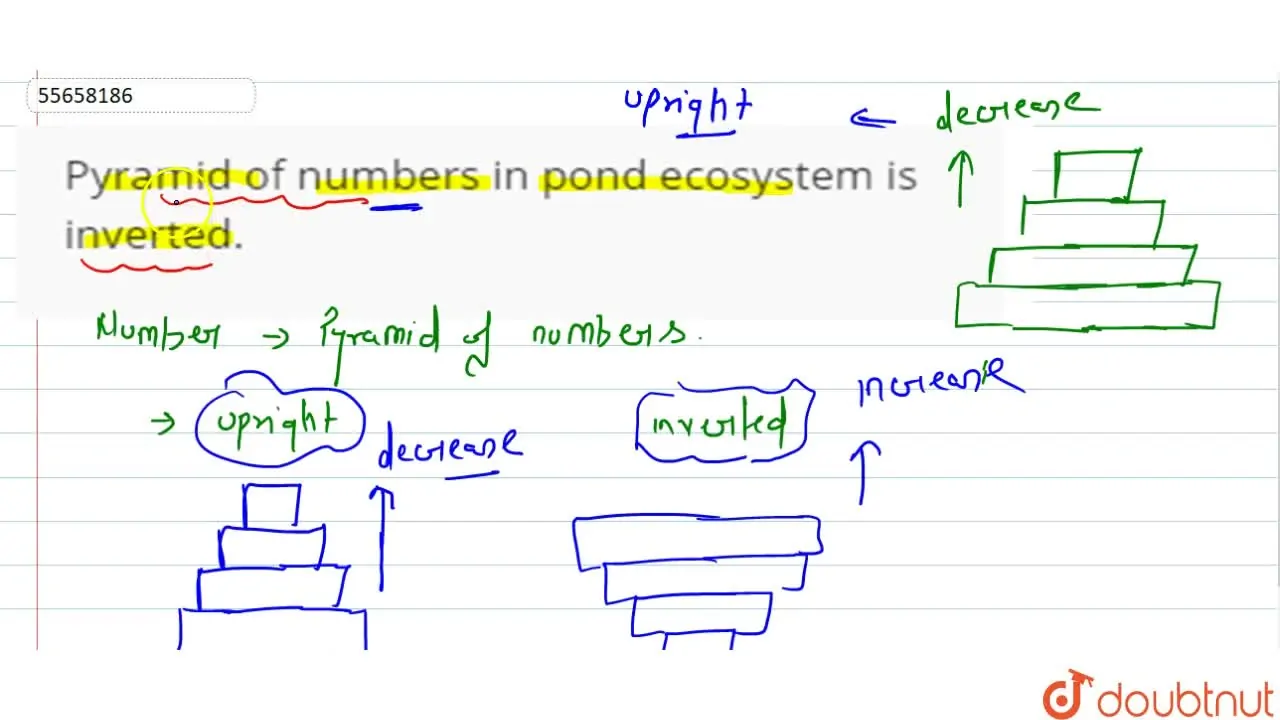 Pyramid of numbers in pond ecosystem is inverted.