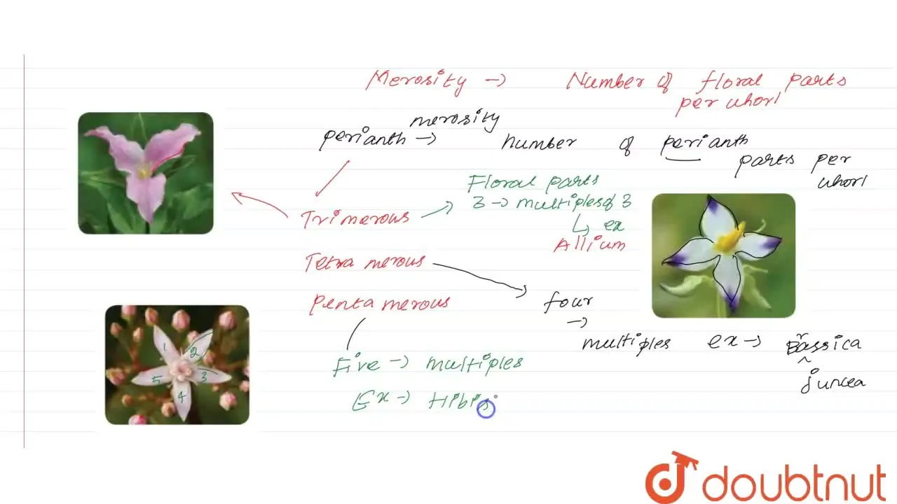 [Tamil Solution] What is perianth merosity?