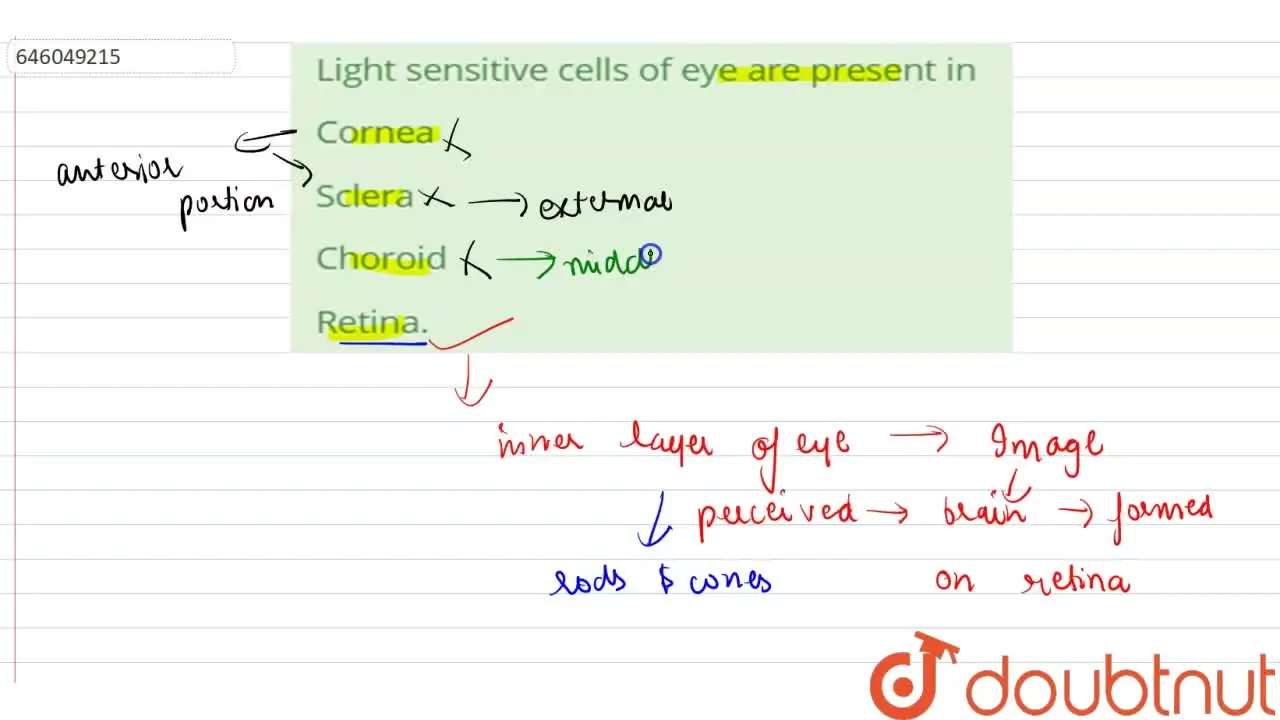 Light sensitive cells of eye are present in