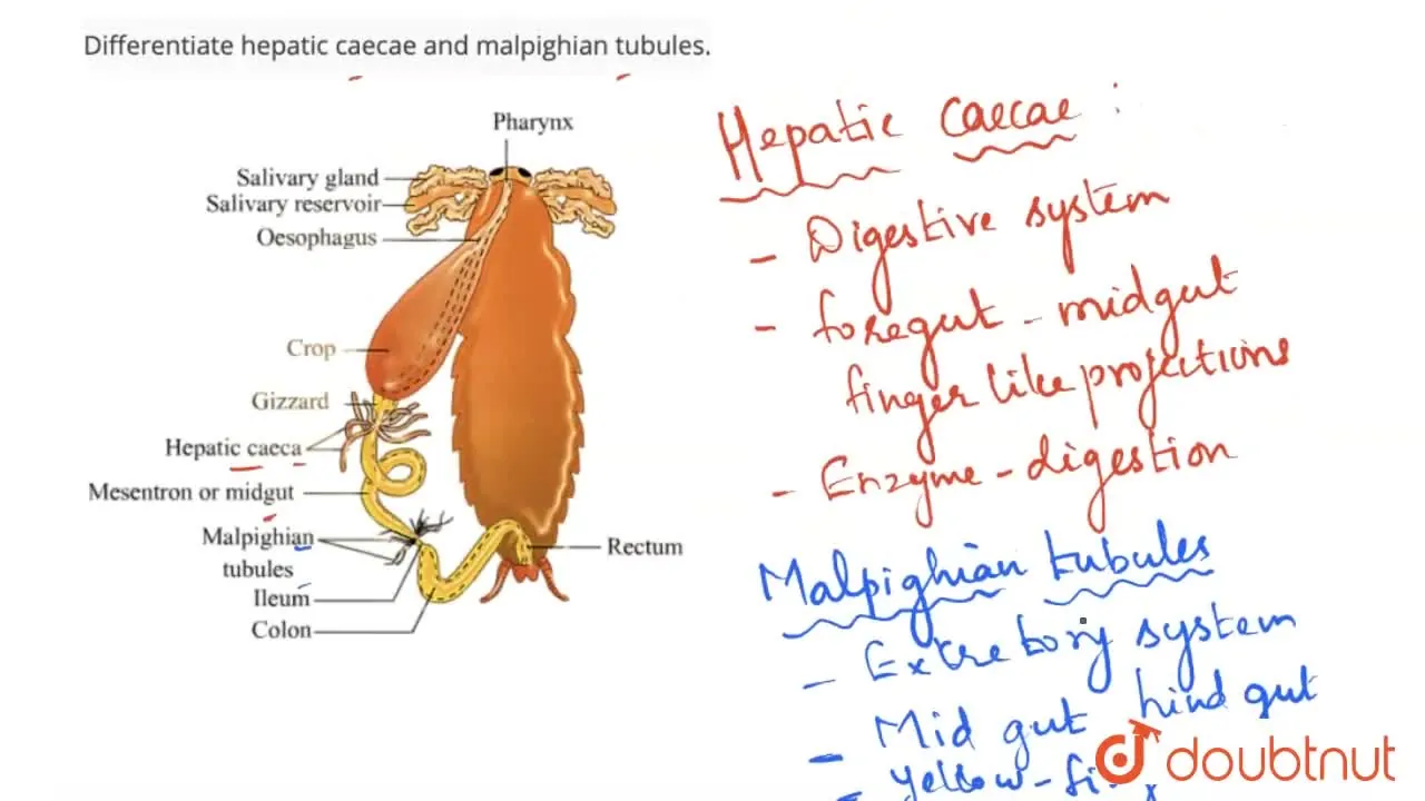 [Tamil Solution] Differentiate hepatic caecae and malpighian tubules.
