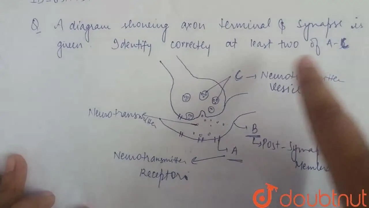 A diagram showing axon terminal and synapse is given. Identify correct