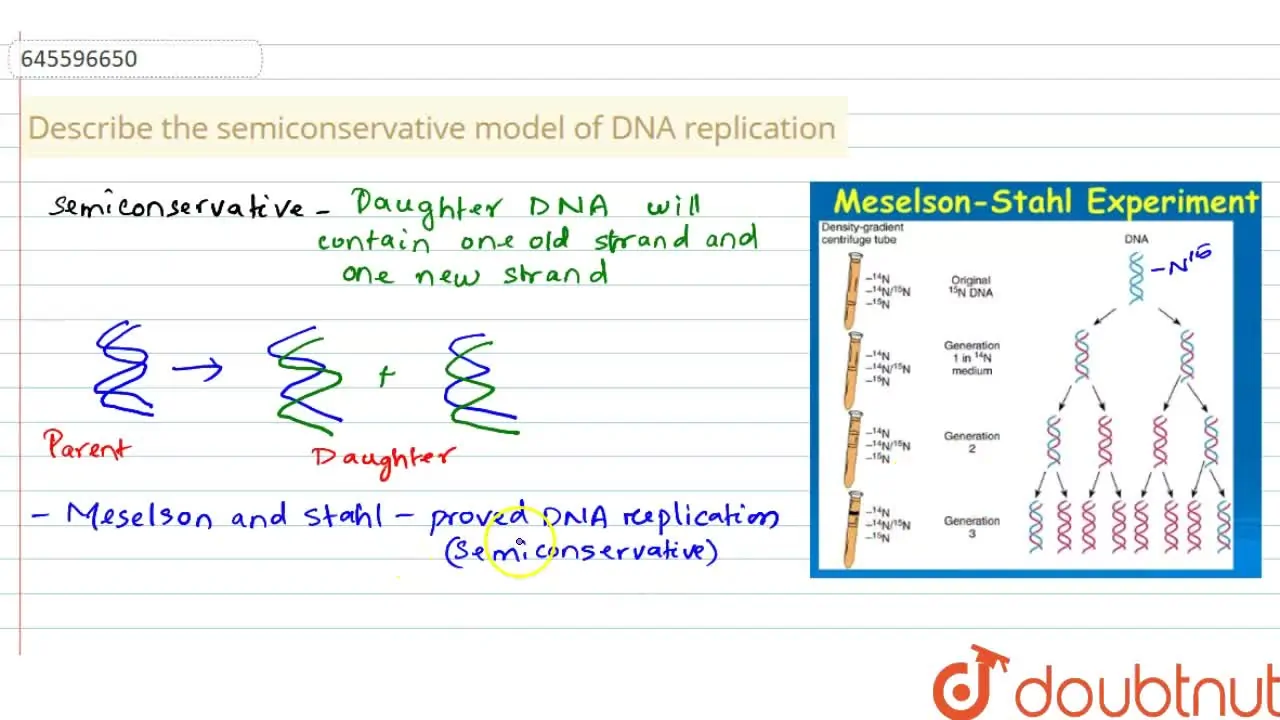 [Odia Solution] Describe the semiconservative model of DNA replication