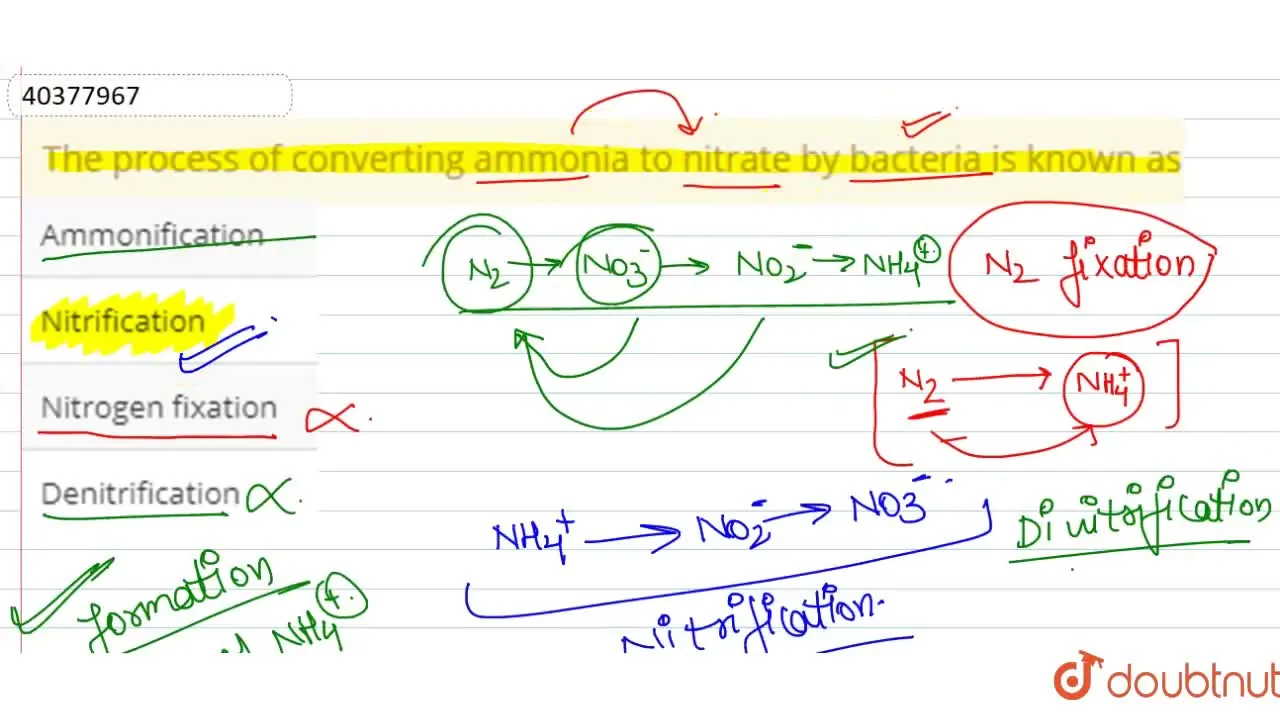 The process of converting ammonia to nitrate by bacteria is known as