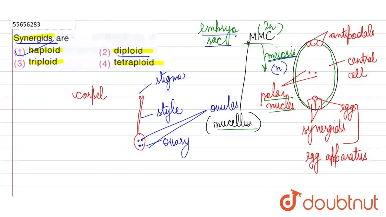 [Solved] Synergids are
