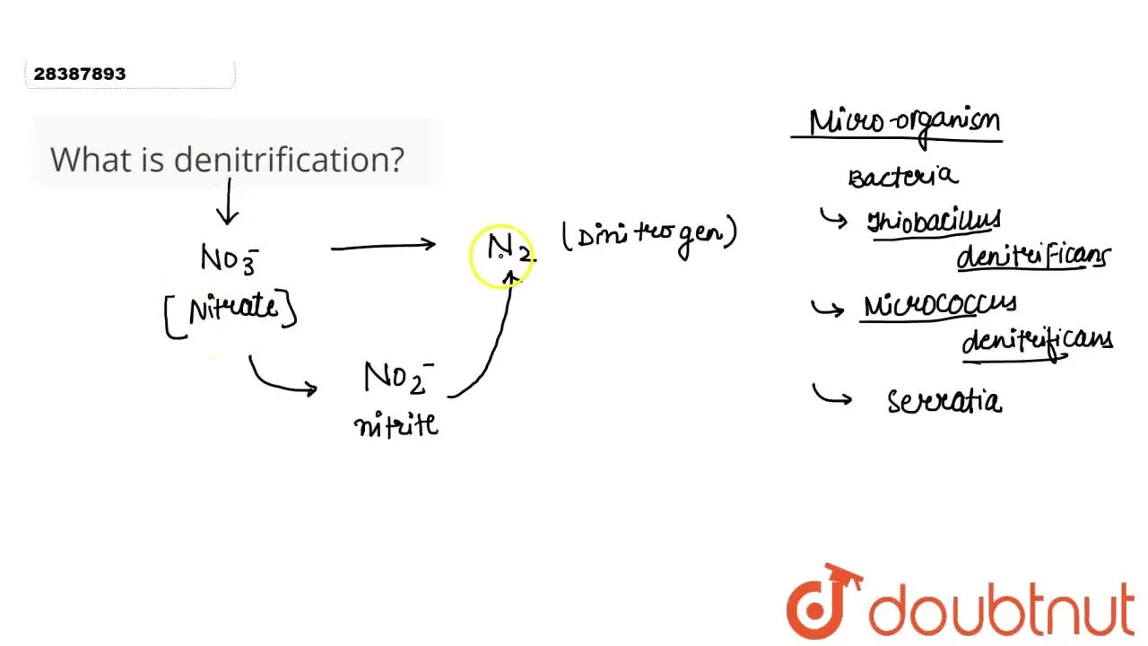 What is denitrification?
