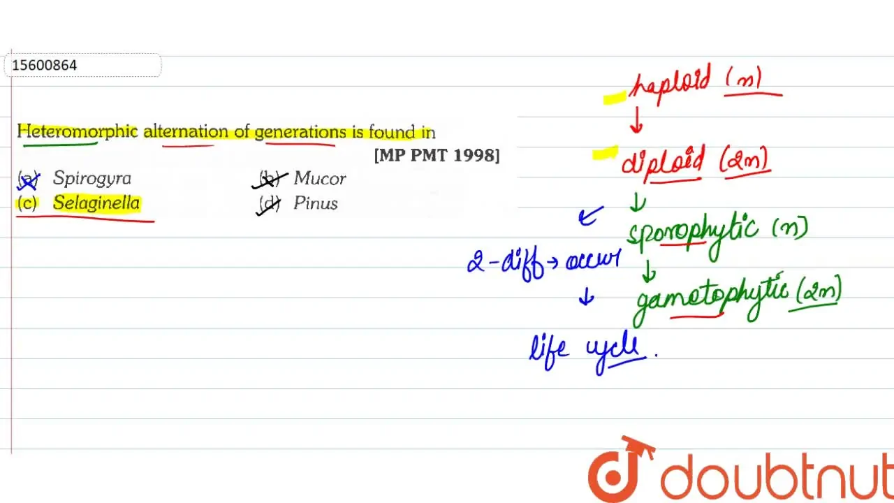 Heteromorphic alternation of generation is found in