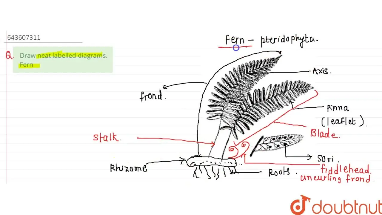 [Marathi Solution] Draw neat labelled diagrams. Fern