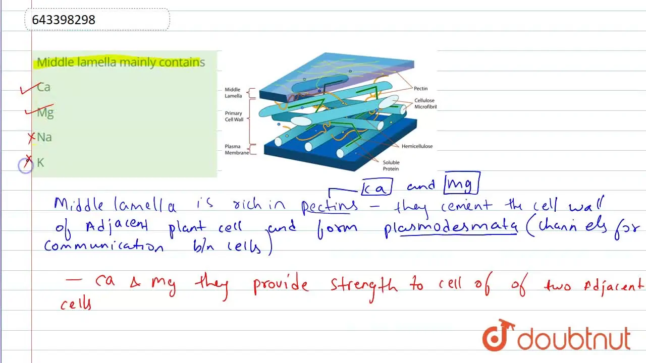 Middle lamella mainly contains