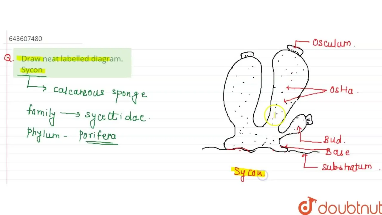 [Marathi Solution] Draw neat labelled diagram. Sycon