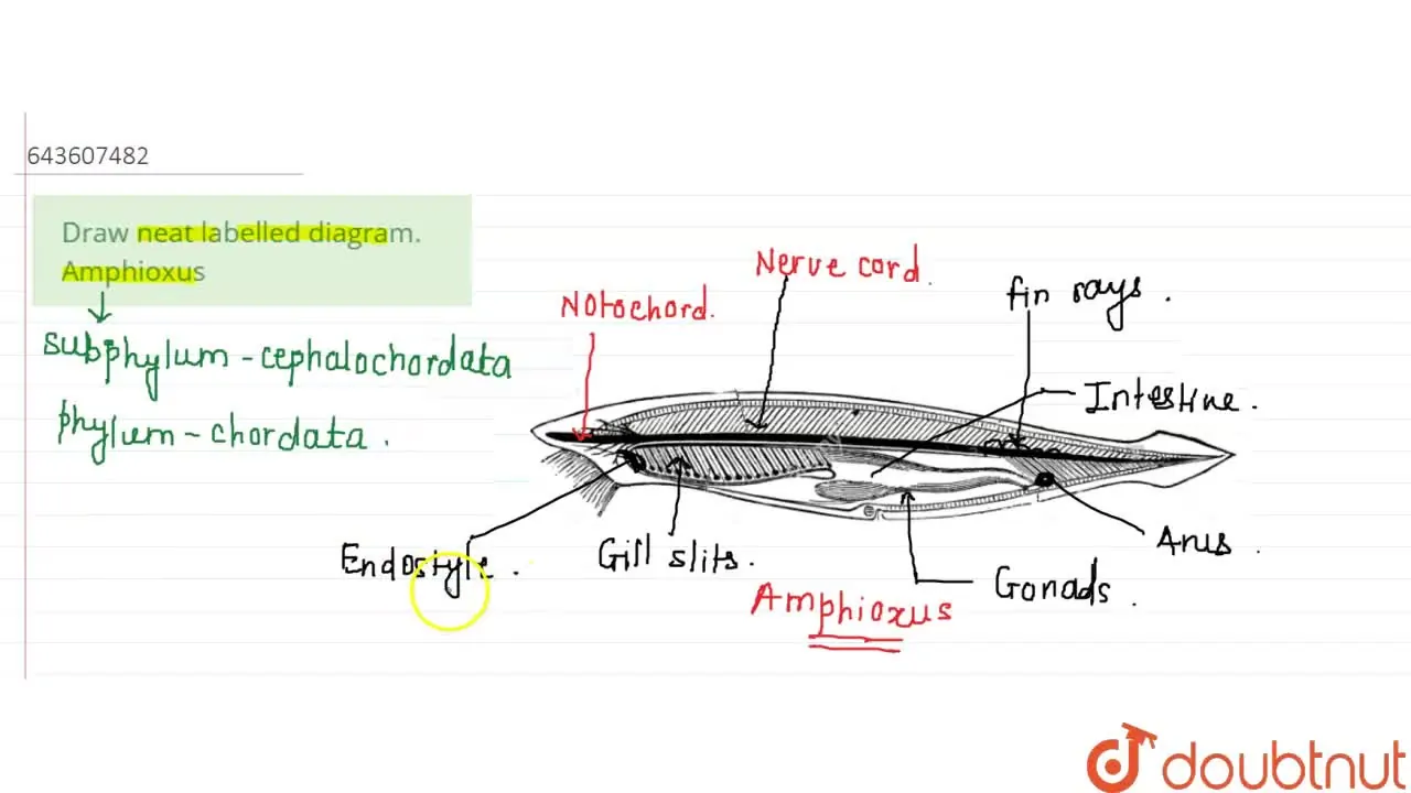 [Marathi Solution] Draw neat labelled diagram. Amphioxus