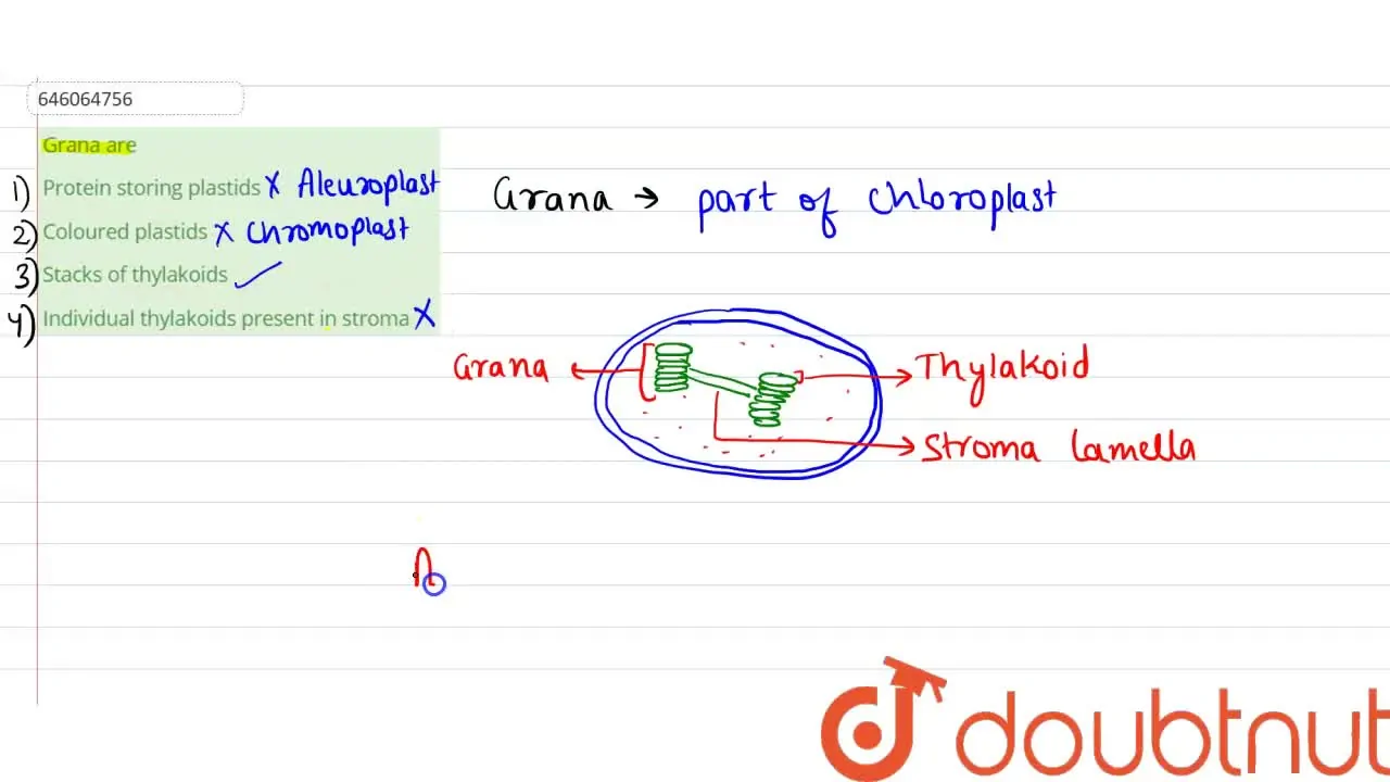 [Solved] Grana are