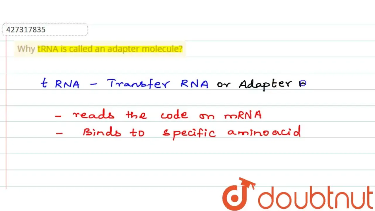 [Tamil Solution] Why tRNA is called an adapter molecule?