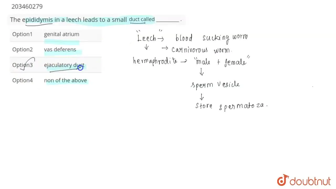[Tamil Solution] The epididymis in a leech leads to a small duct calle