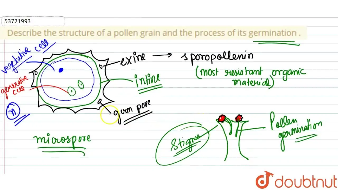 Describe the structure of a pollen grain and the process of its germin