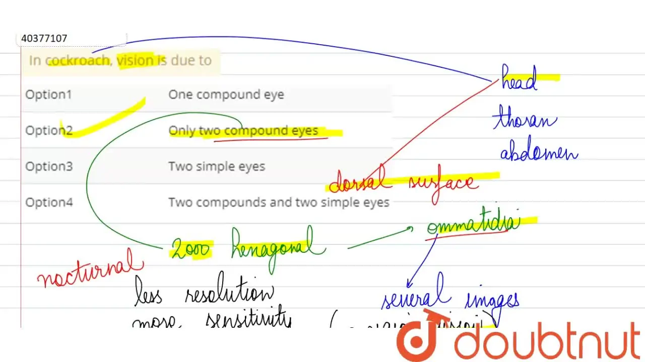 In cockroach, vision is due to