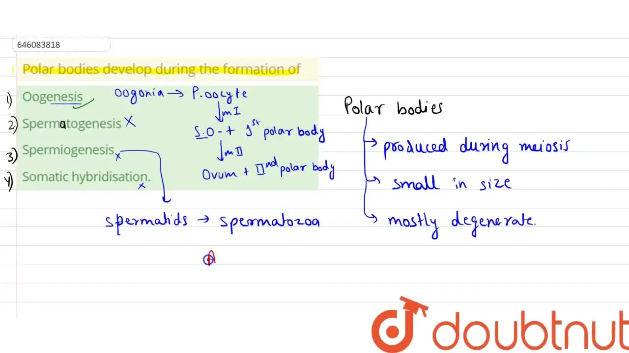 Polar bodies develop during the formation of