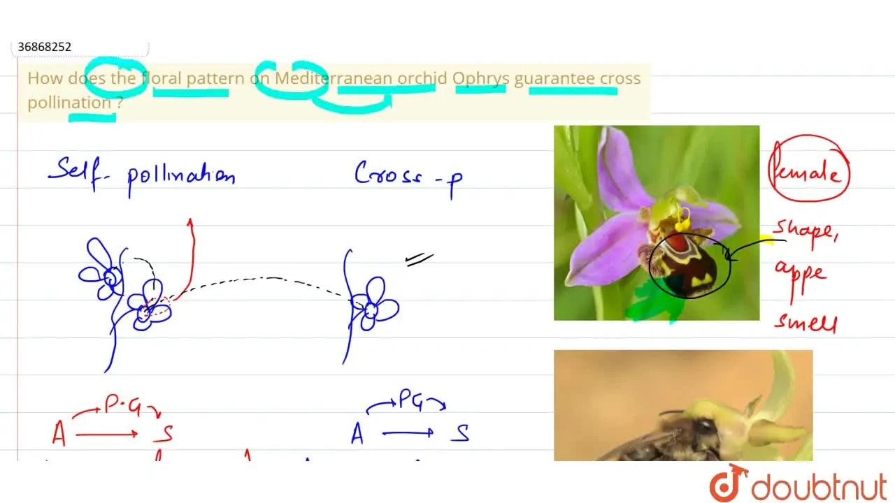 How does the floral pattern on Mediterranean orchid Ophrys guarantee c