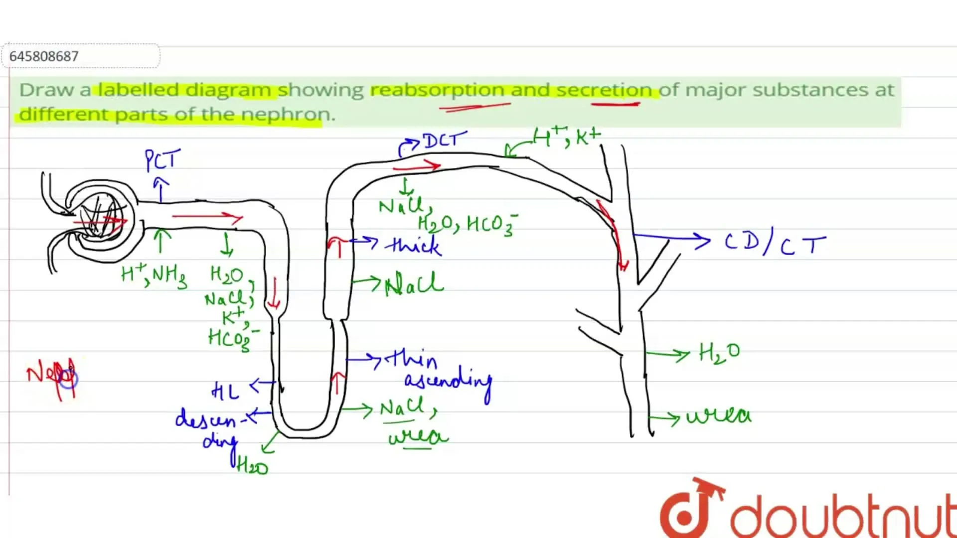 [Punjabi Solution] Draw a labelled diagram showing reabsorption and se