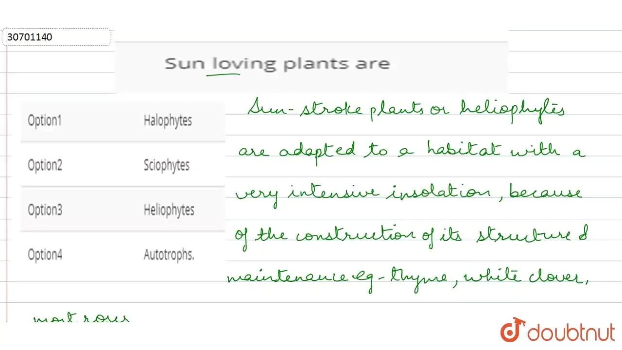 Sun loving plants are