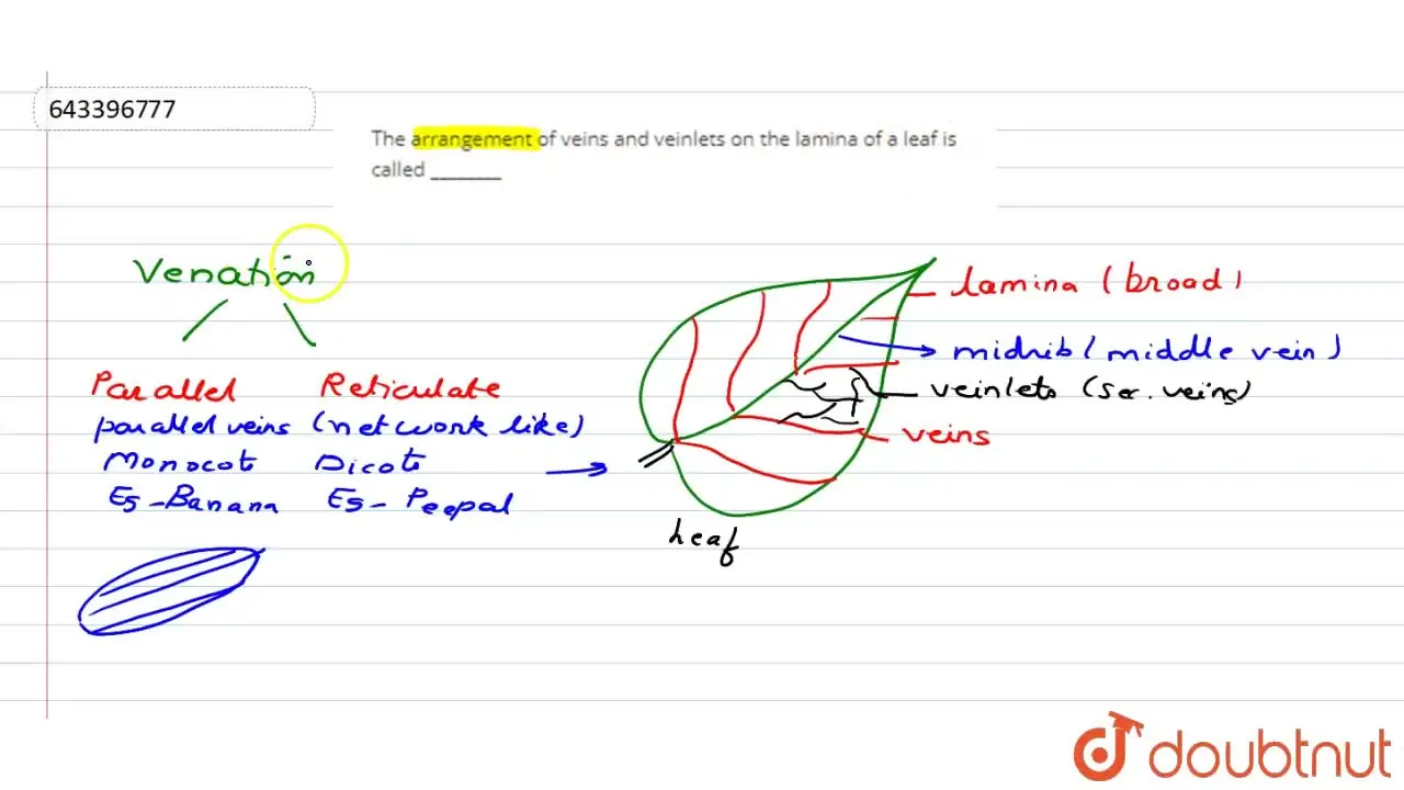The arrangement of veins and veinlets on the lamina of a leaf is calle