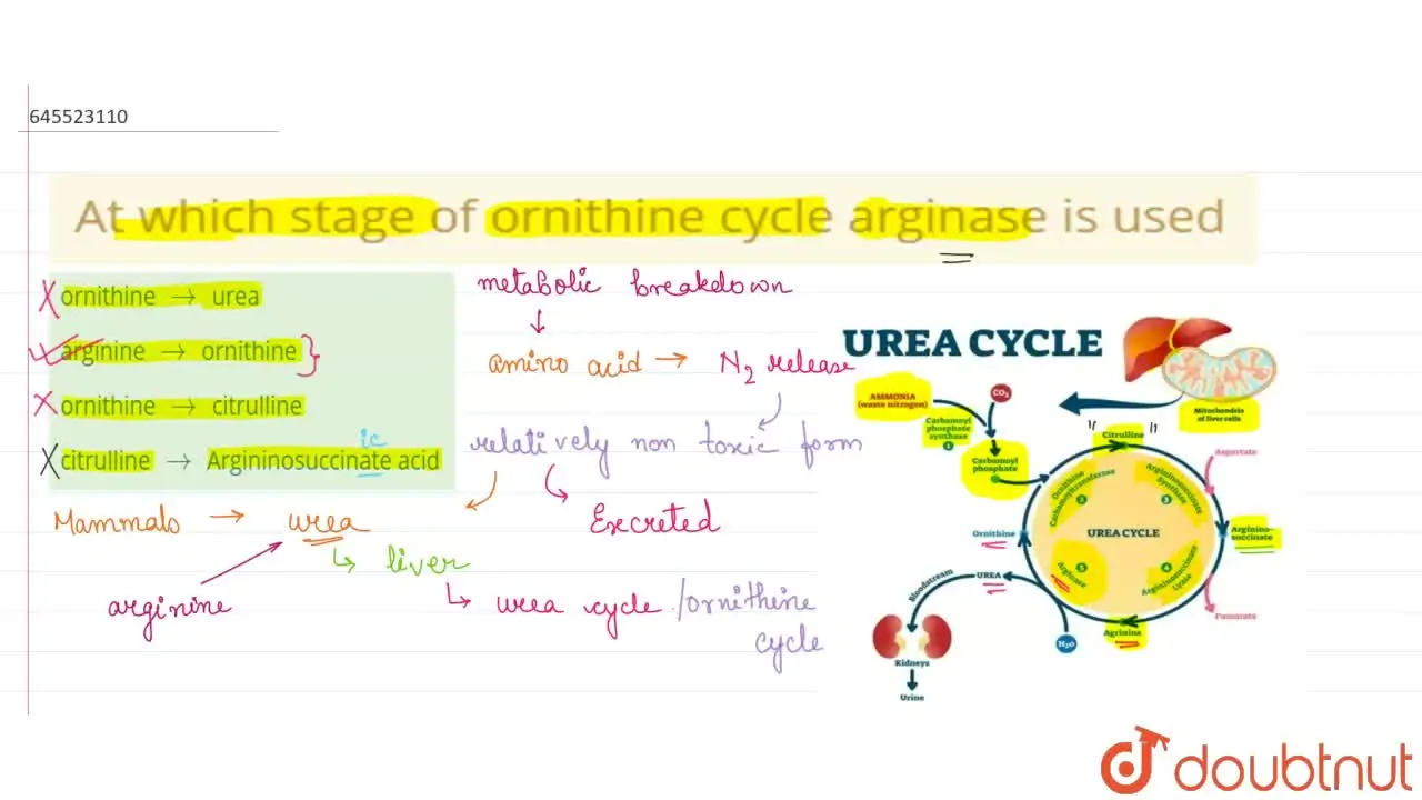 [Bengali Solution] At which stage of ornithine cycle arginase is used