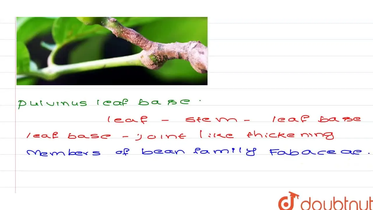 [Telugu Solution] What is meant by pulvinus leaf base? In members of w